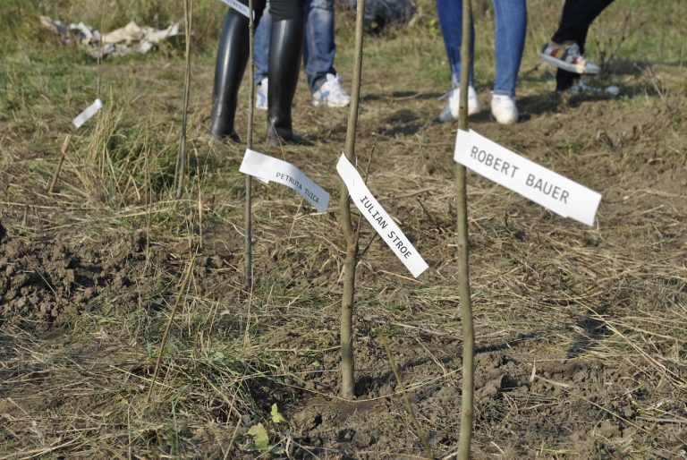 Plantează un copac - Asociatia MaiMultVerde